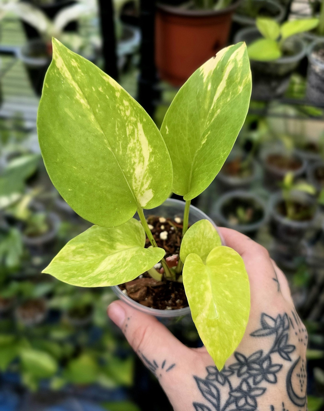 Teruno Kaguya Pothos - RARE Japanese Pothos - Terunoworld Series #21 ...