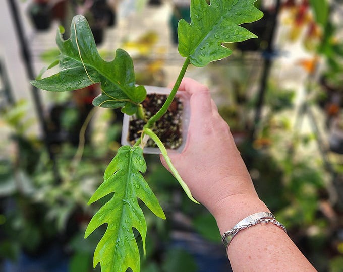 Philodendron Bob Cee - Exact Plant Shown - Etsy