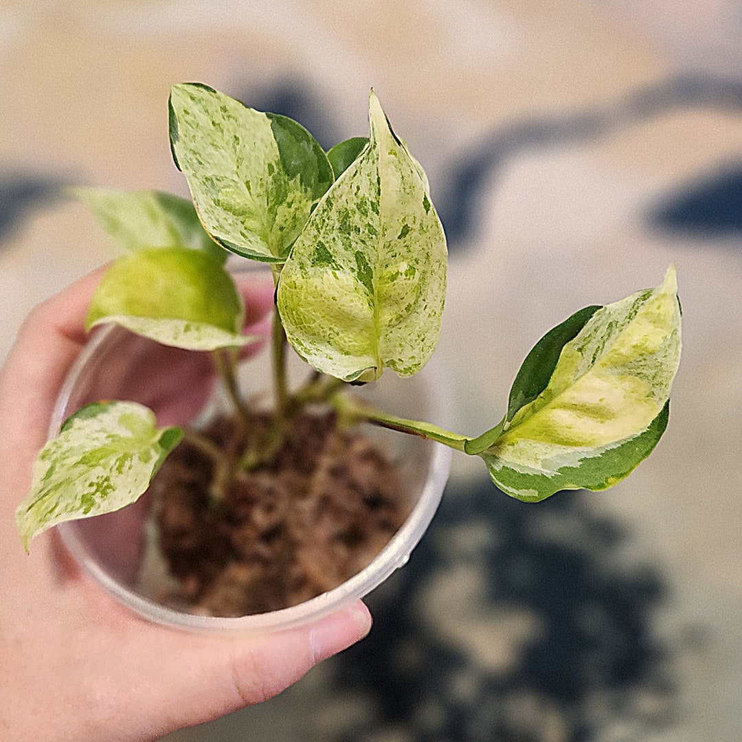 Epipremnum Aureum Japanese Global Pothos Full Plants and Cuttings RARE ...