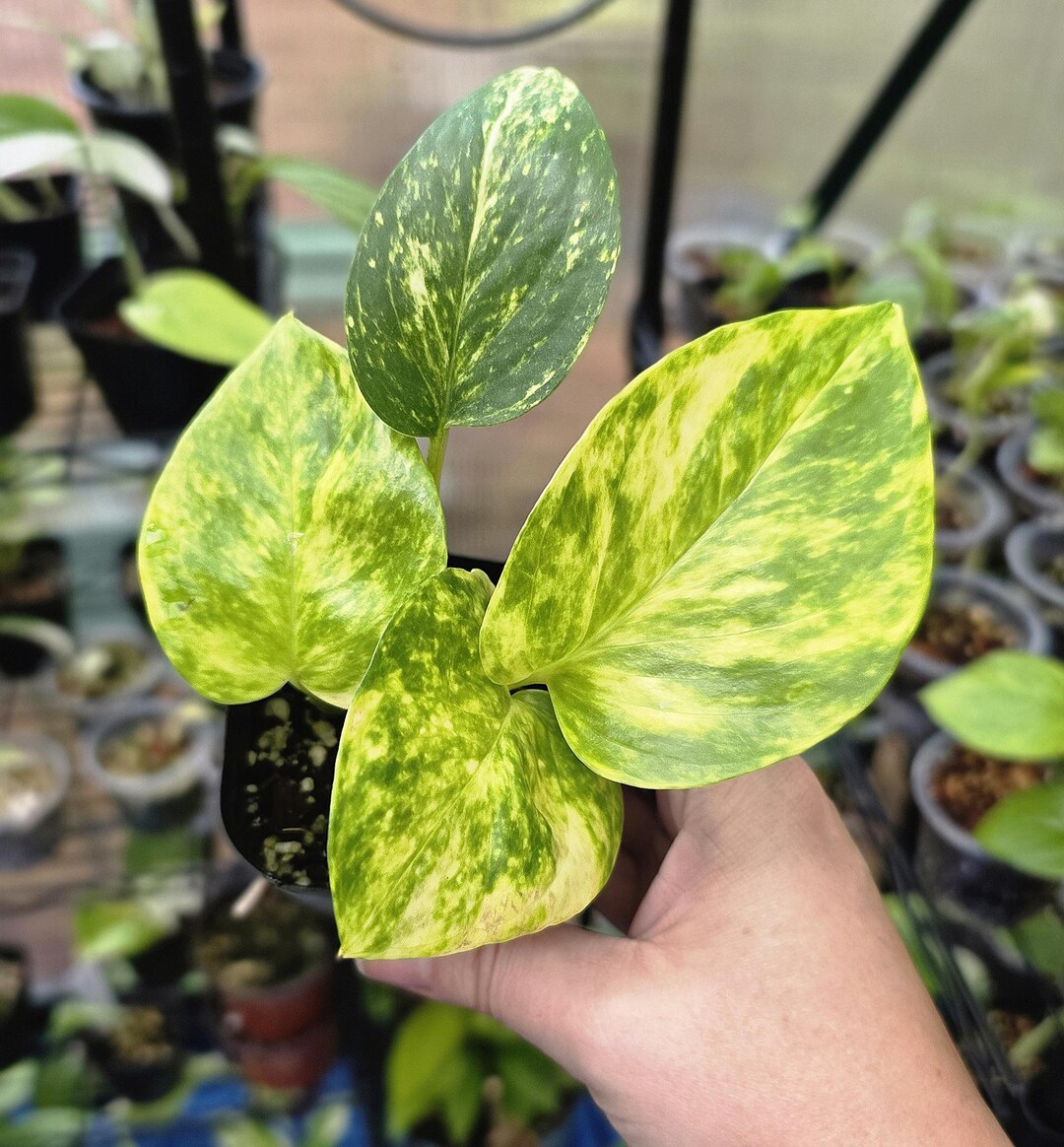 Epipremnum Aureum Teruno Robin - Rare Japanese Pothos - Terunoworld ...