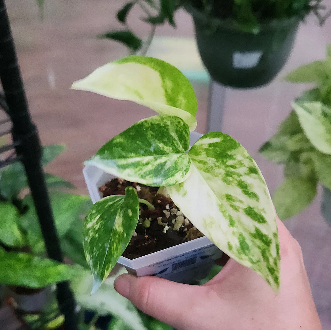 Valencia Pothos - RARE Japanese Pothos - Terunoworld Series #1 ...