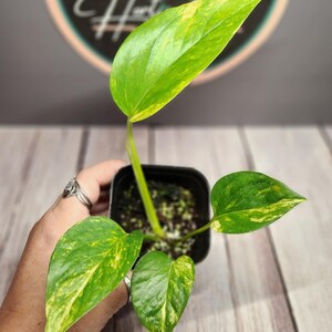 Epipremnum Aureum Teruno Robin - Rare Japanese Pothos - Terunoworld ...