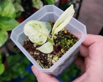 Epipremnum Aureum japanese Global Pothos Fully Rooted Extremely Rare ...