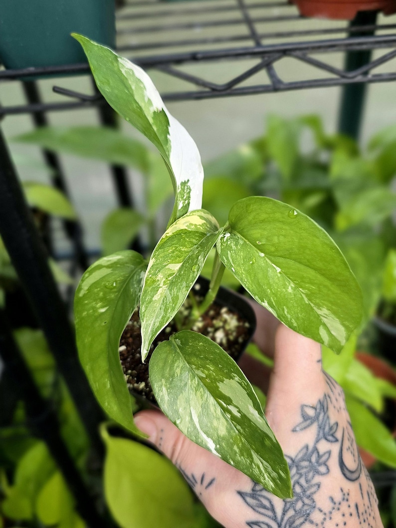 Albo Pothos - Epipremnum Pinnatum Albo - Multipe Options - US Seller - Etsy