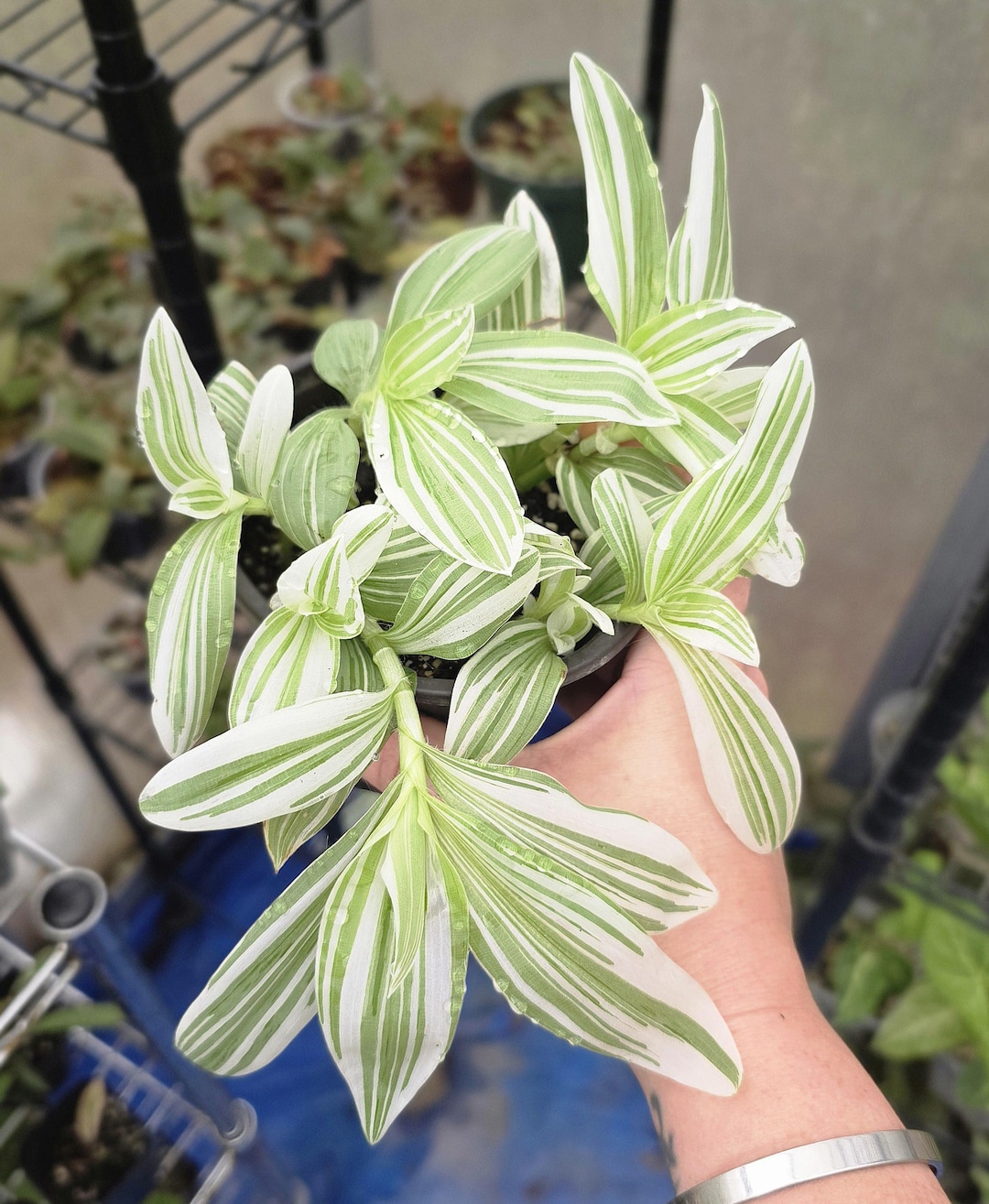 Tradescantia Albiflora - White Inch Plant - Easy to Care for *US Seller ...