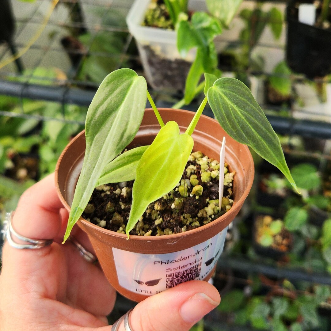 Philodendron Splendid *unique Philo* Velvety Leaves - Exact Plant Shown ...