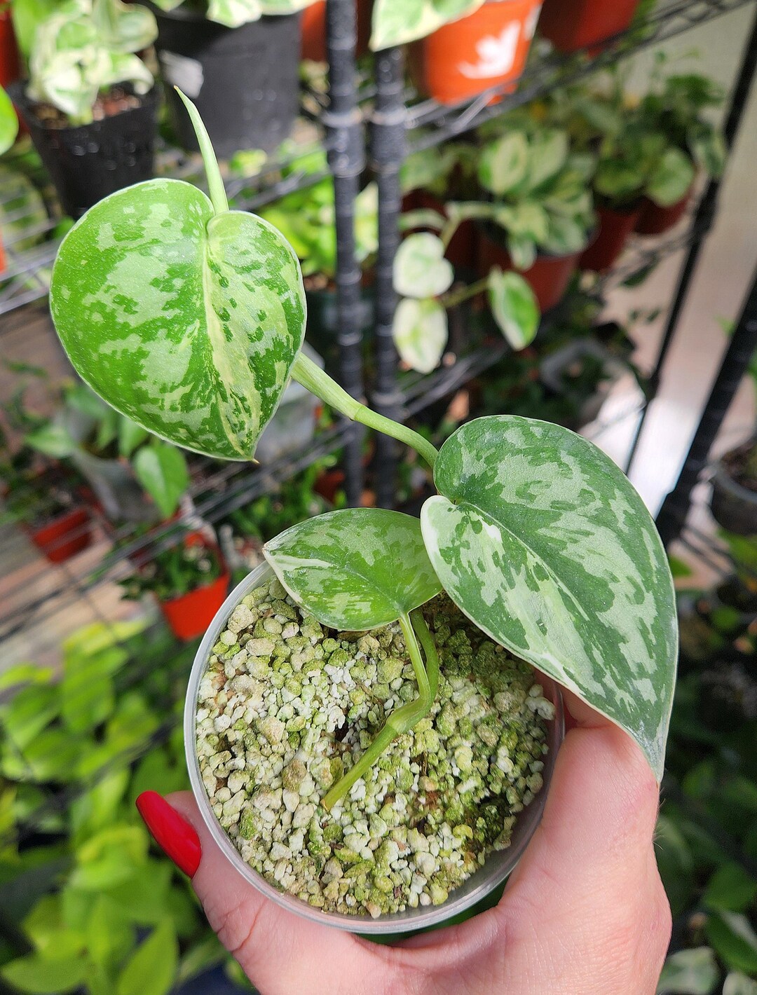 Scindapsus Mayari - Variegated - Rare Scindapsus - Exact Plant Shown ...