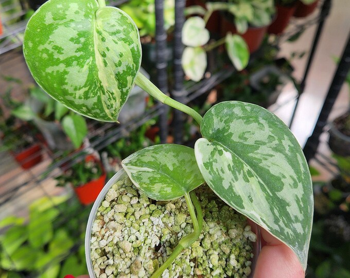 Scindapsus Mayari - Variegated - Rare Scindapsus - Exact Plant Shown ...