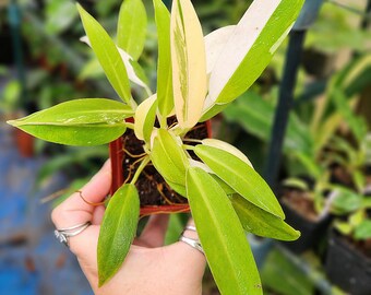 Variegated Philodendron Wend-imbe marble Rare Plant Live Plant - Etsy