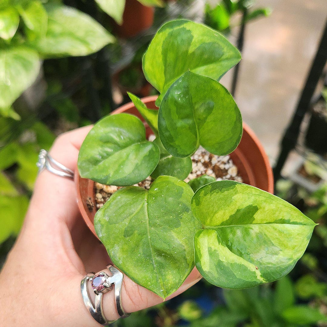 Epipremnum Aureum Emerald **rare Pothos** *US Seller* - Etsy