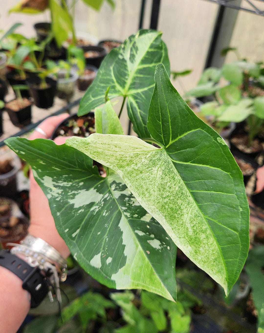 Syngonium Batik Variegated - Rare Syngonium - Exact Plant Shown *US ...