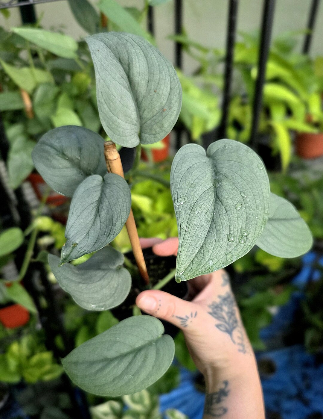 Scindapsus Platinum *multiple Options* You Choose Exact Plant *US ...