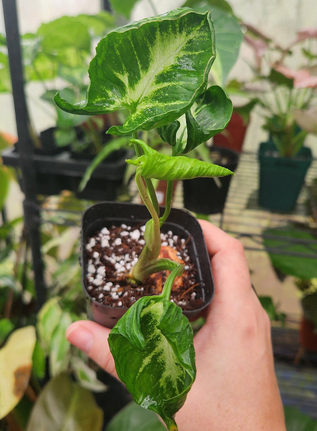 Syngonium Godzilla - Syngonium Podophyllum - You Choose Exact Plant ...