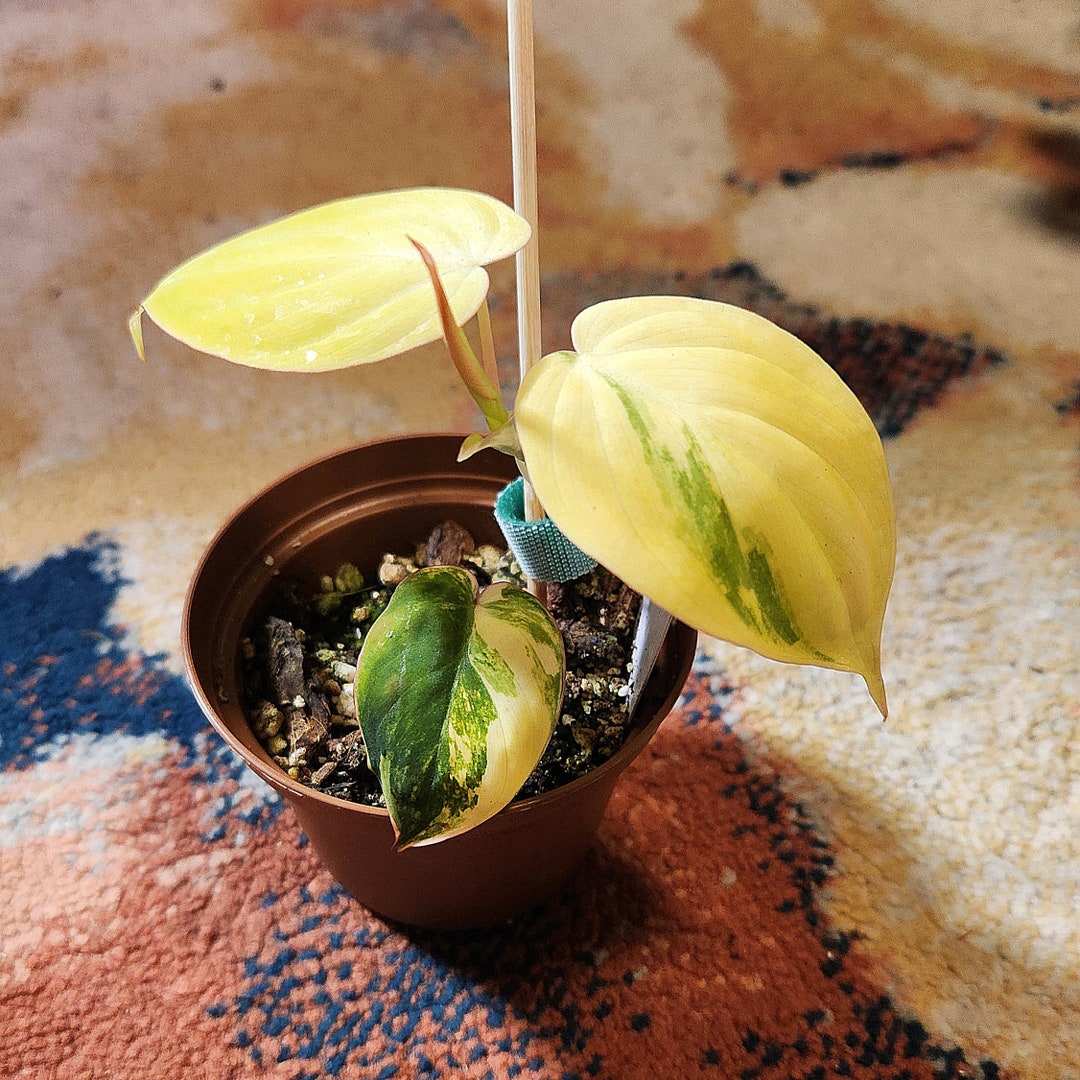 Philodendron Micans Variegated Aurea RARE PHILODENDRON Velvety Leaves ...