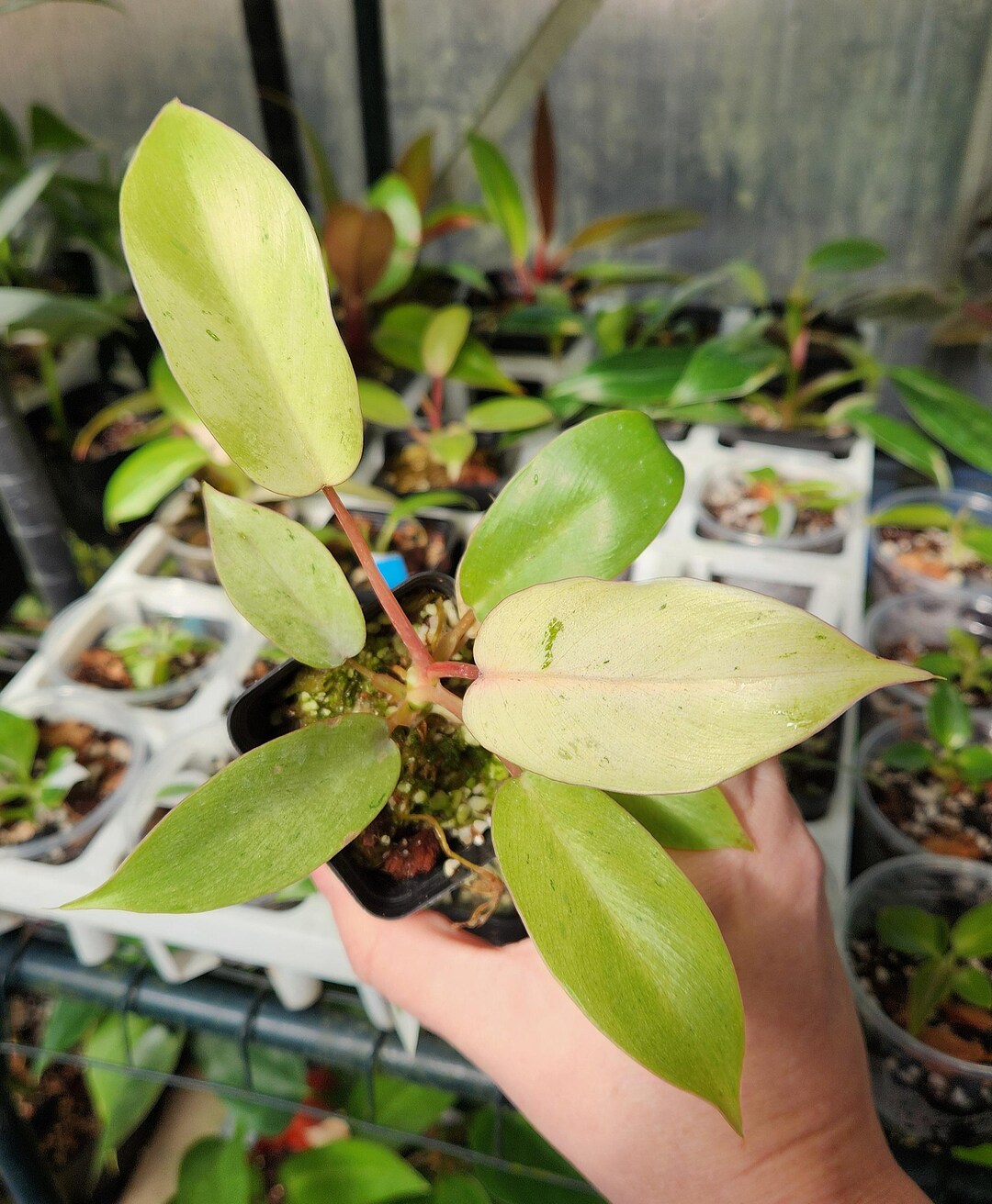 Philodendron Snowdrift Variegated *multiple Options* *US Seller* - Etsy