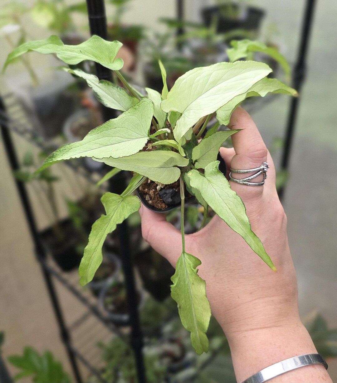 Syngonium Silver Fox - You Choose Exact Plant *US Seller* - Etsy
