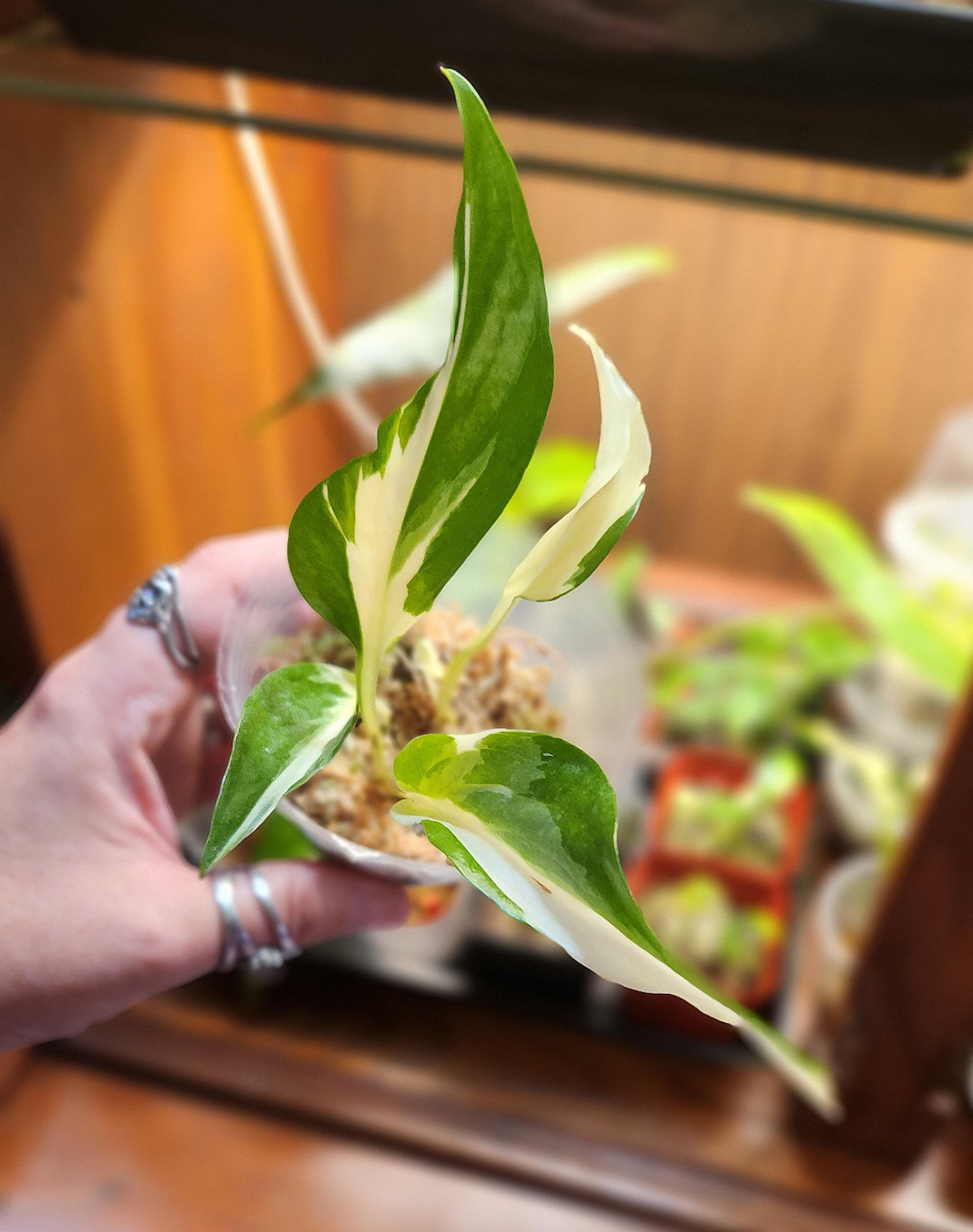 Epipremnum Aureum - Mutant Manjula - **RARE POTHOS** Exact Plant Shown ...