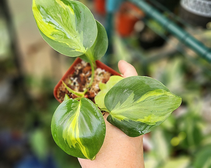 Philodendron Hederaceum Carnival - Heartleaf Philodendron Cultivar *US ...