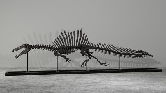 Spinosaurus Skeleton Museum