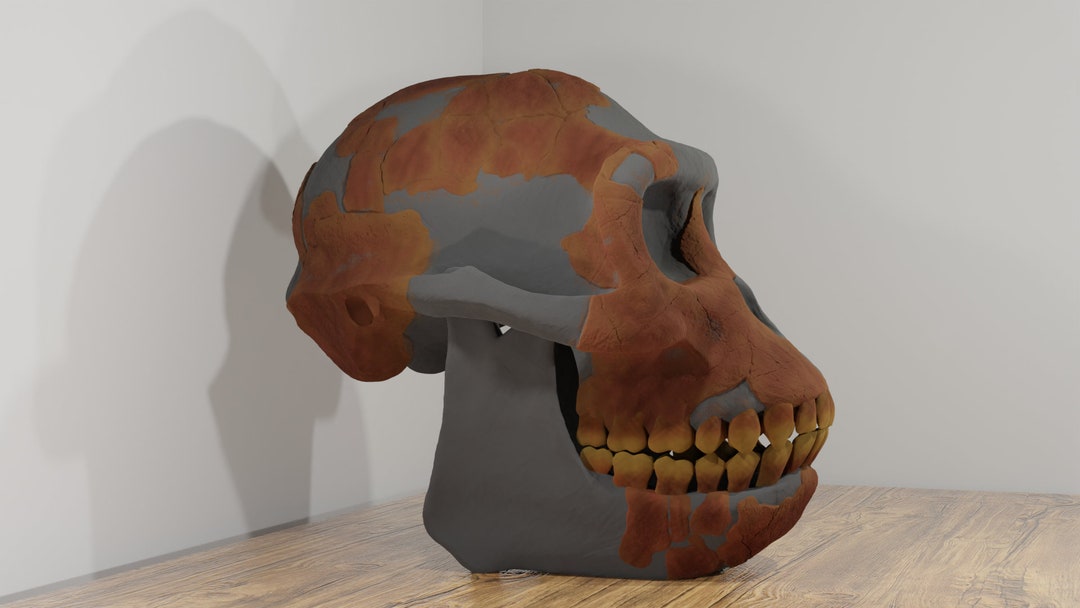 Skull of Ardipithecus Ramidus. Dinosaur Skull. Dinosaur - Etsy