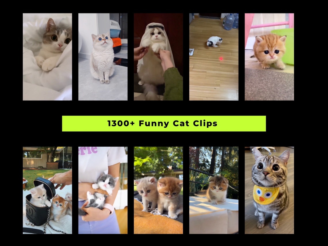 1300+ Funny Cat & Kitten Reels Bundle | Viral Animal Videos | Funny Pet ...