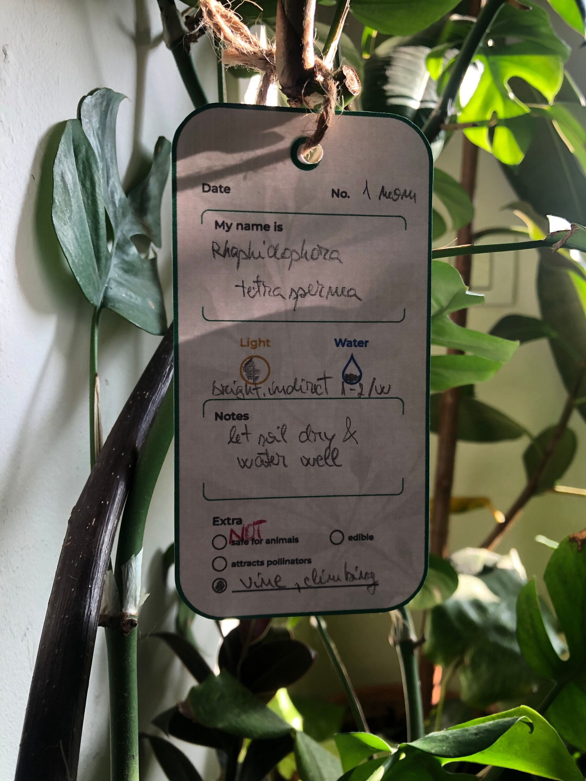 Big Plant Tags, Plant Labels, Printable Tags, Plant Information Cards ...