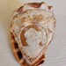 Vintage Signed Cameo Engraved Conch Shell - Etsy