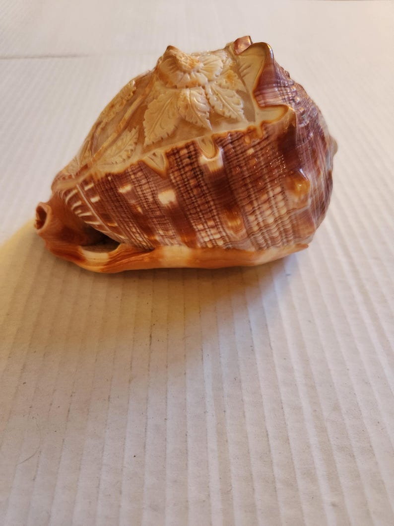 Vintage Signed Cameo Engraved Conch Shell - Etsy