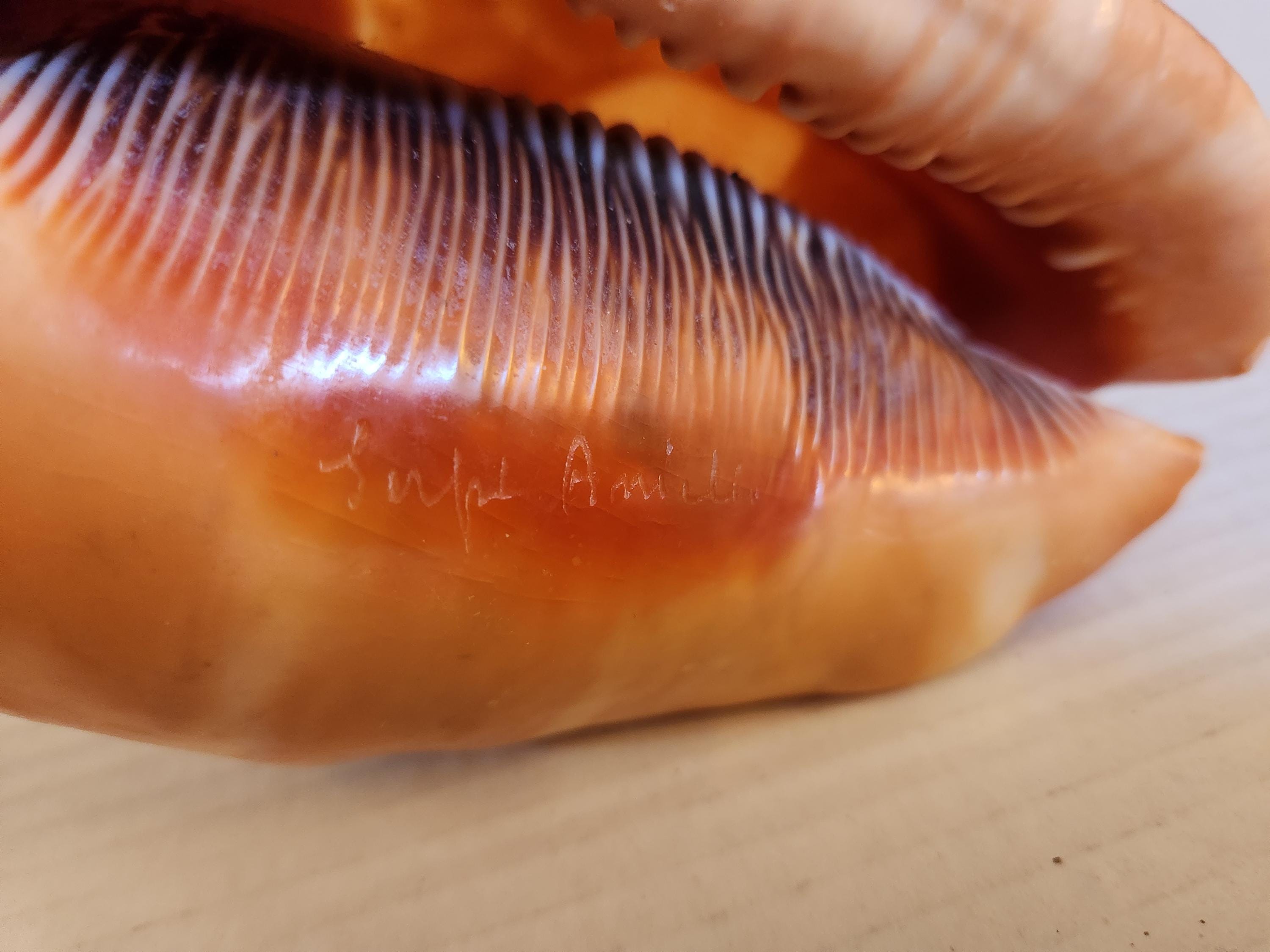 Vintage Signed Cameo Engraved Conch Shell - Etsy