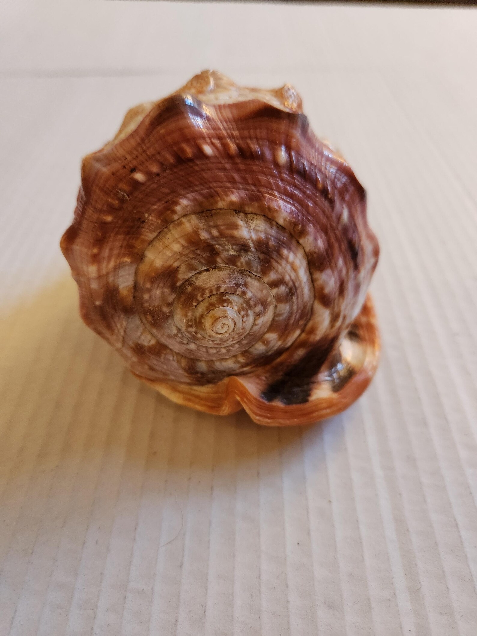 Vintage Signed Cameo Engraved Conch Shell - Etsy