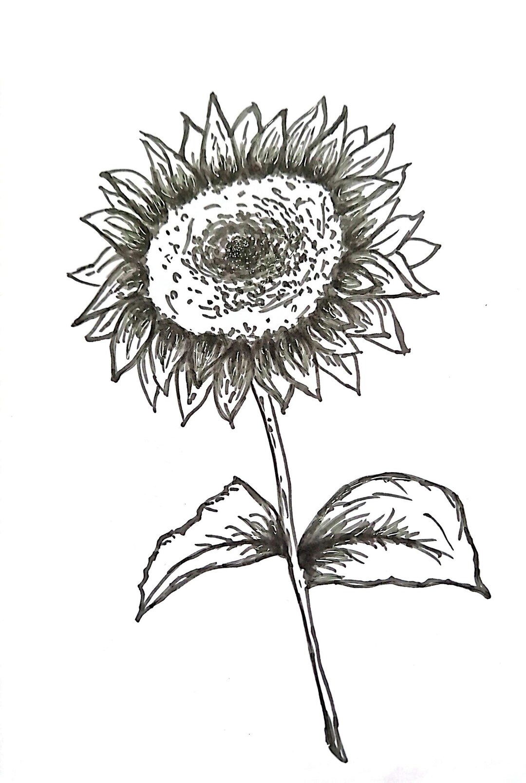 Enchanting Flowers Edition: Sunflower HAND DRAWN Original Colouring ...