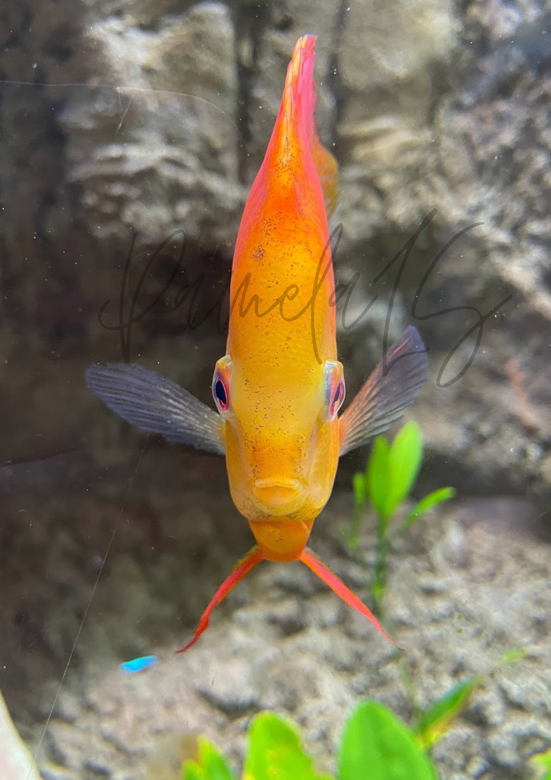 Photograph of a Fish Orange Fish Nature - Etsy