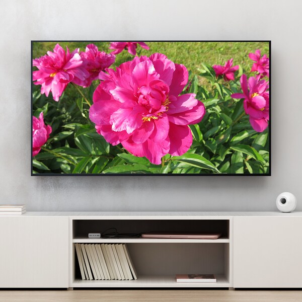 Peony Photography - Etsy