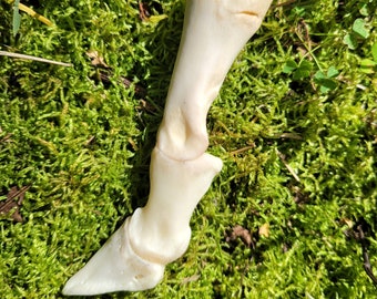 Deer Hoof Toe Bone for 6 Looks Like Arrowhead Natural Organic From Mn ...