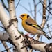 Bird Scavenger Hunt: Educational Nature Game (digital Download) - Etsy