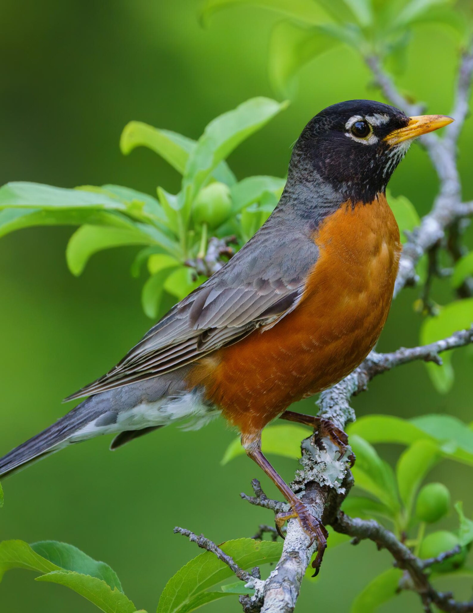 Bird Scavenger Hunt: Educational Nature Game (digital Download) - Etsy