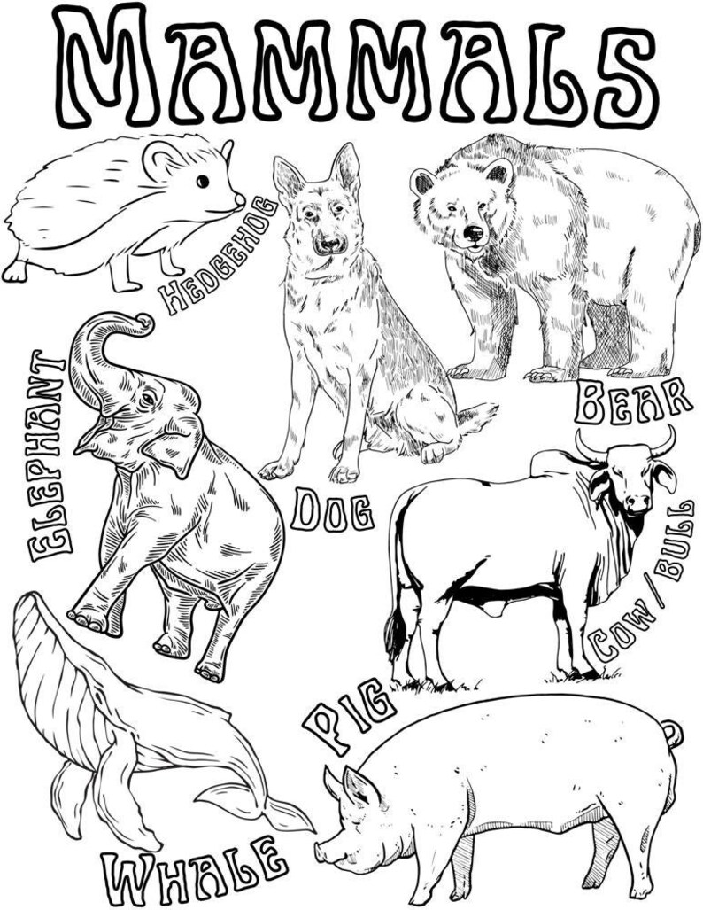 Mammals Coloring Page - Etsy