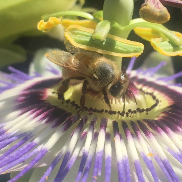 Passion Bee Flower - Etsy