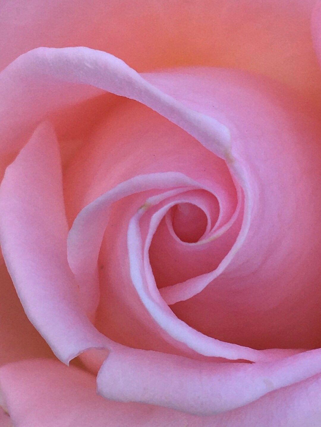 Real Pink Rose - Etsy