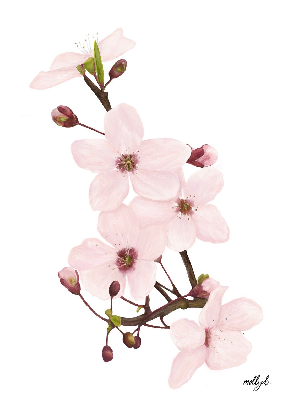 Cherry Blossom Digital Print - Etsy