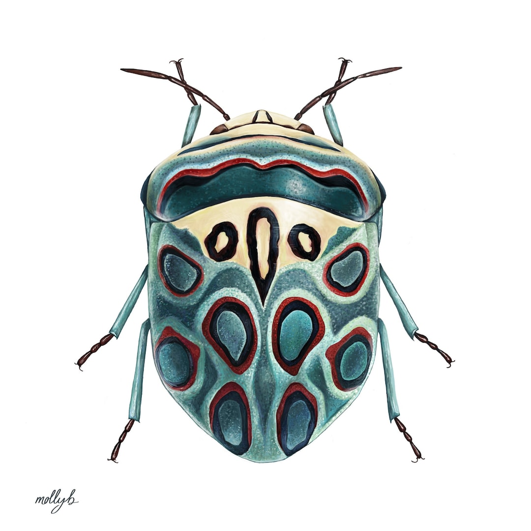 Picasso Bug Digital Print - Etsy