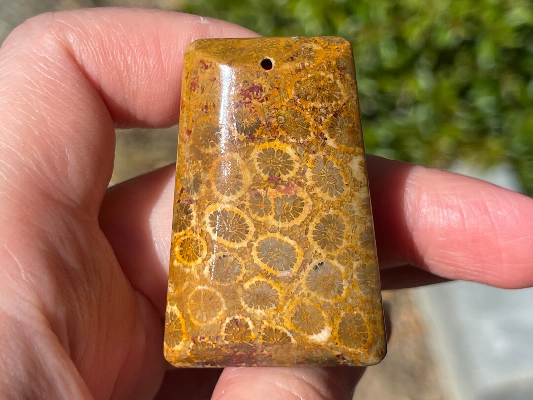 Agatized Indonesian Fossil Coral Cabochon Trapezoid Shape Lemon Slice ...
