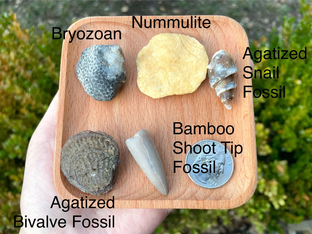 Fossil Collector Box of 5 Pieces: Bryozoan, Nummulite, Agatized Snail ...