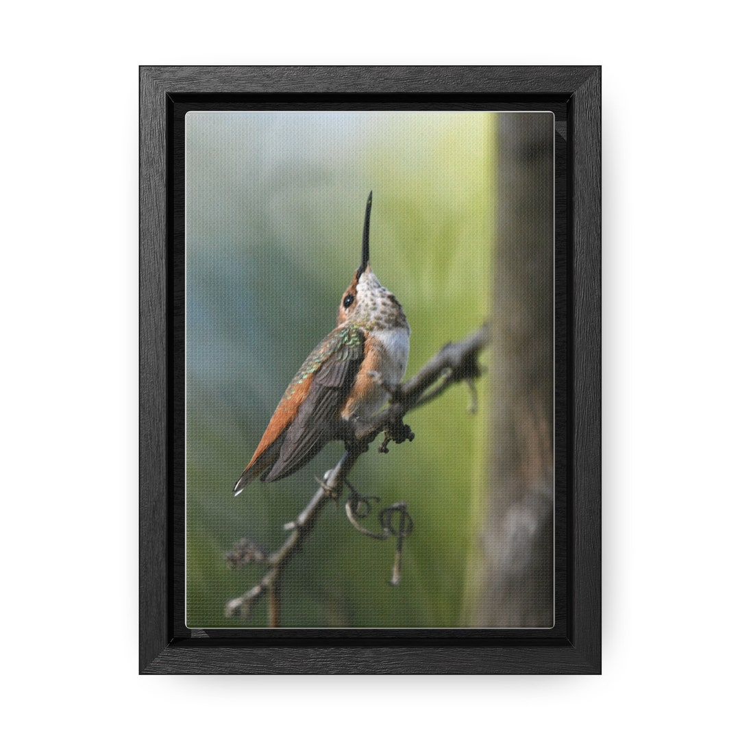 Perched Hummingbird, Fine Art Photography, Framed Cotton Canvas Print ...