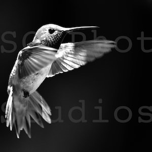 Black and White Hummingbird ***digital Download***, Nature Photography ...