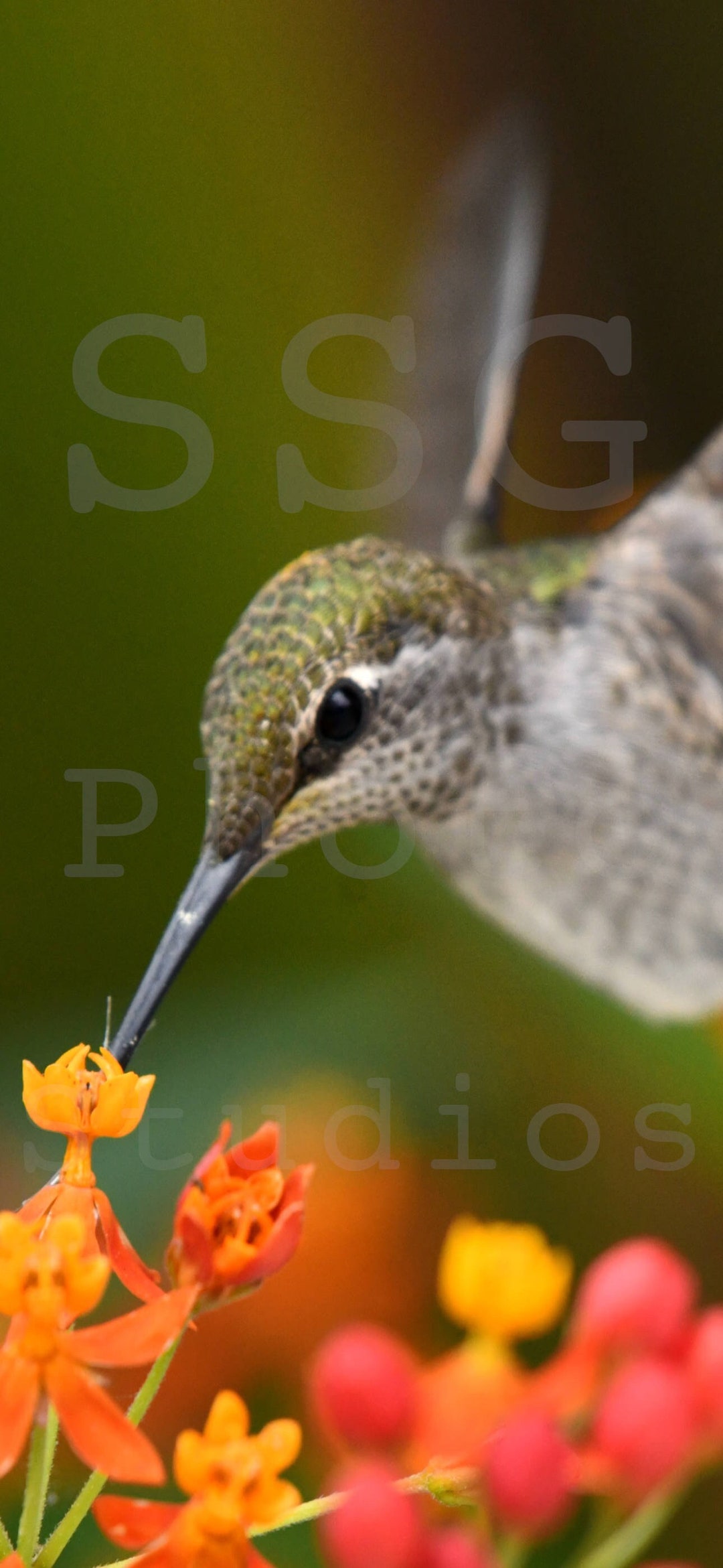 Hummingbirds in Flight Set iPhone Wallpaper, Nature Photography ...