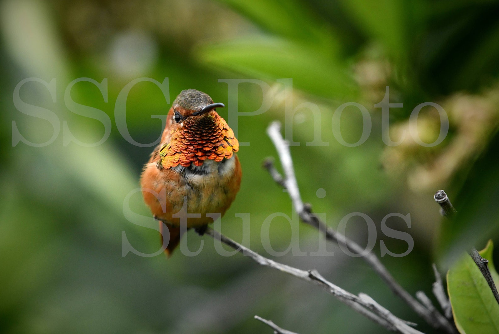 Wildlife Bird Nature Photography, *digital Download* Home Office Decor ...