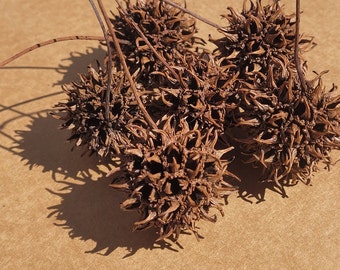 10 Sweet Gum Tree Seed Pods - Etsy