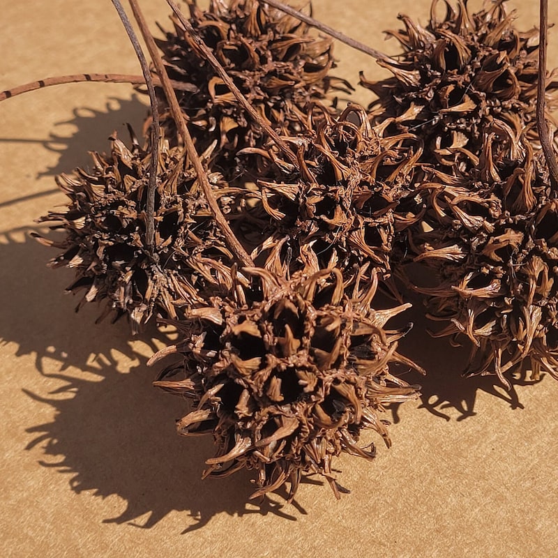 Sweet Gum Tree Seeds