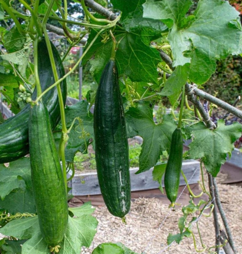 Organic Luffa/loofah Seeds - Etsy